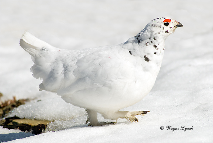 Dr. Wayne Lynch Canada's Wildlife Specialist