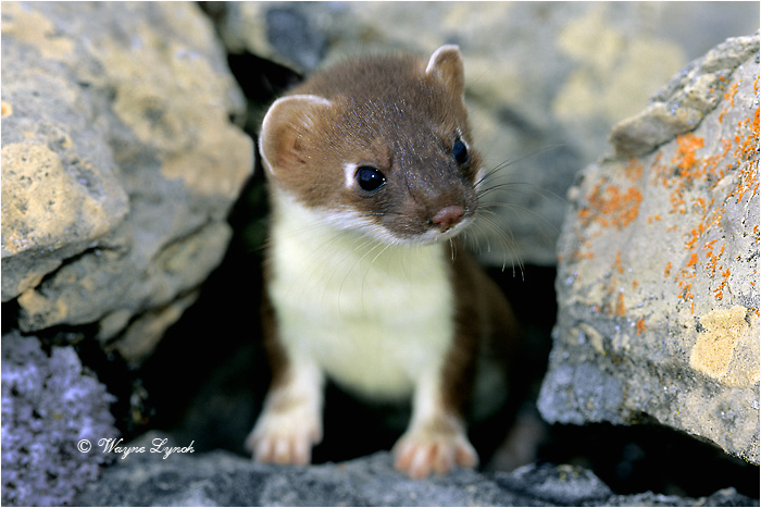 Dr. Wayne Lynch Canada's Wildlife Specialist
