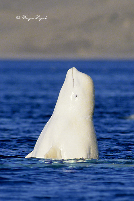 Dr. Wayne Lynch Canada's Wildlife Specialist