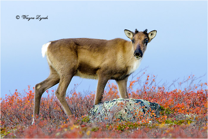 Dr. Wayne Lynch Canada's Wildlife Specialist