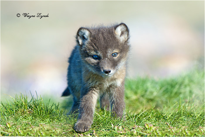 Dr. Wayne Lynch Canada's Wildlife Specialist