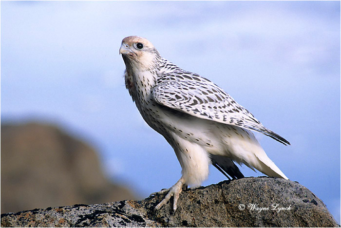 Dr. Wayne Lynch Canada's Wildlife Specialist