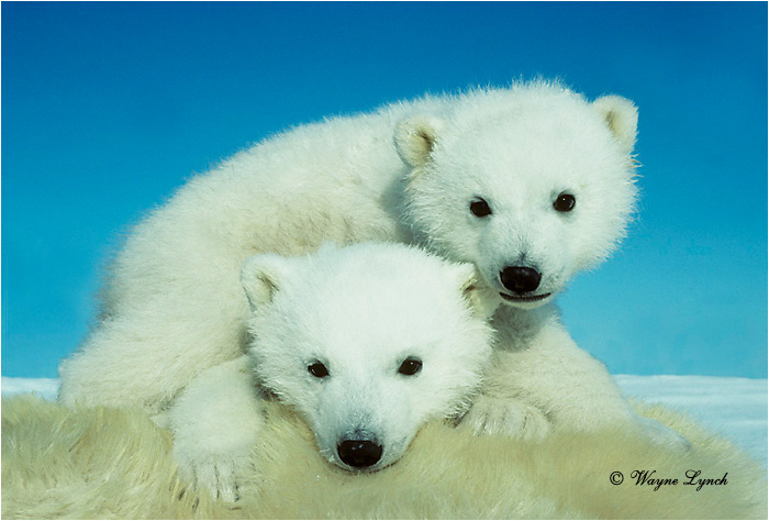Dr. Wayne Lynch Canada's Wildlife Specialist