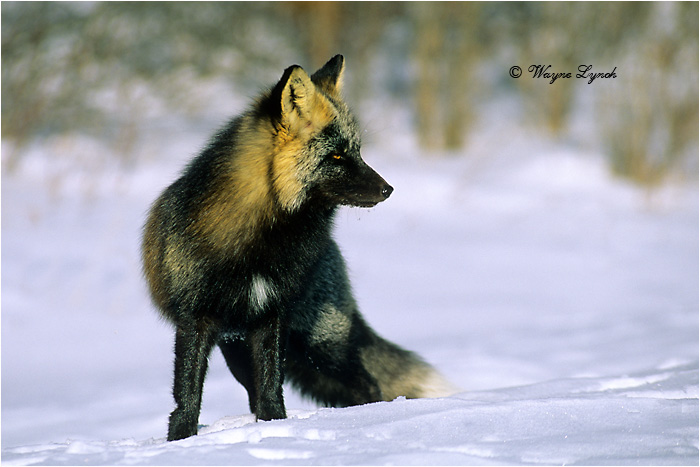 Dr. Wayne Lynch Canada's Wildlife Specialist