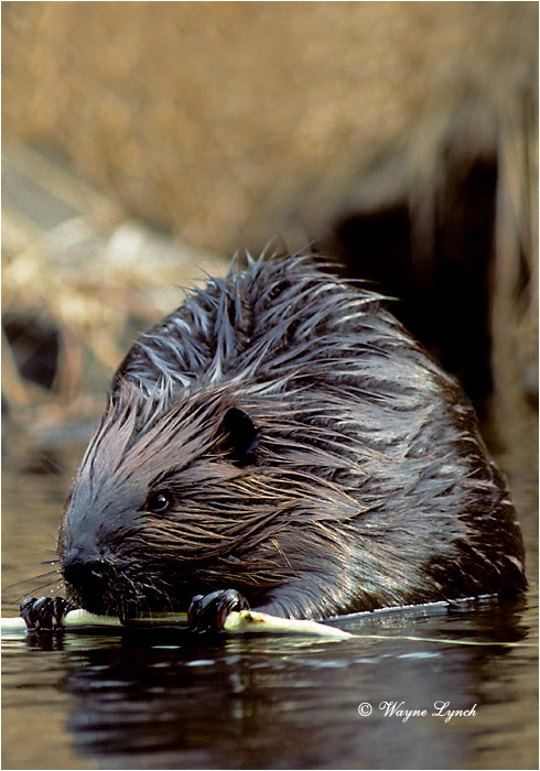 Dr. Wayne Lynch Canada's Wildlife Specialist