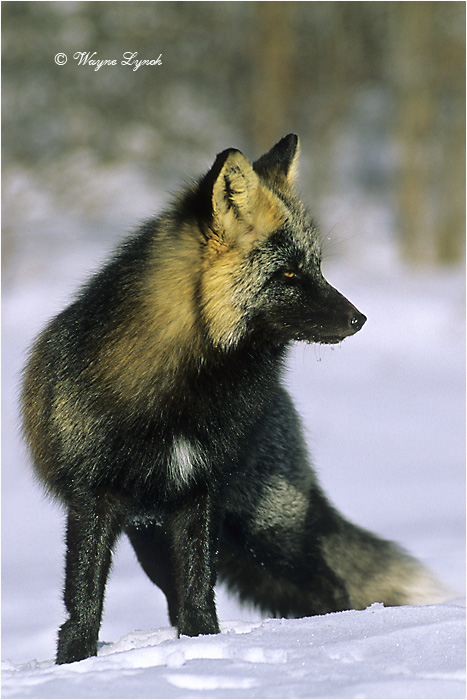 Dr. Wayne Lynch Canada's Wildlife Specialist