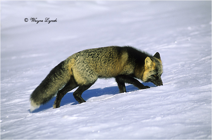 Dr. Wayne Lynch Canada's Wildlife Specialist