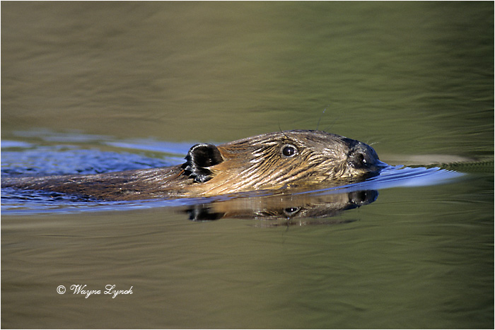 Dr. Wayne Lynch Canada's Wildlife Specialist