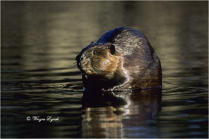 Dr. Wayne Lynch Canada's Wildlife Specialist