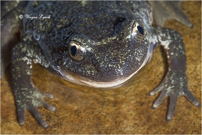 Dr. Wayne Lynch Canada's Wildlife Specialist