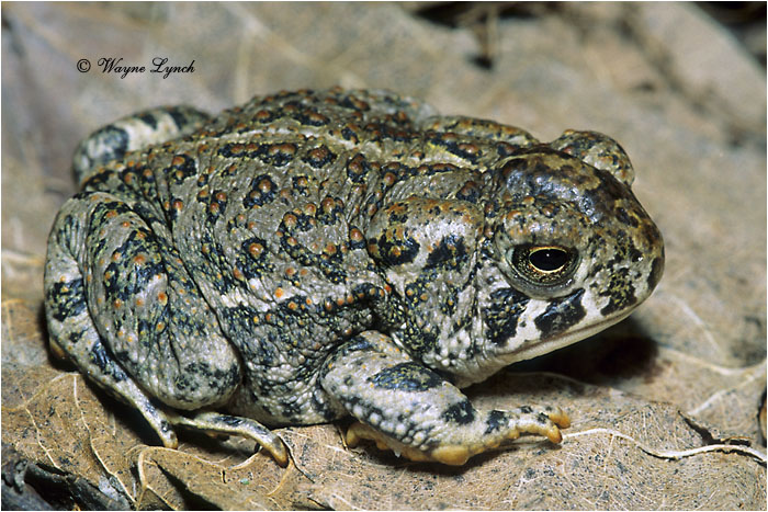 Dr. Wayne Lynch Canada's Wildlife Specialist