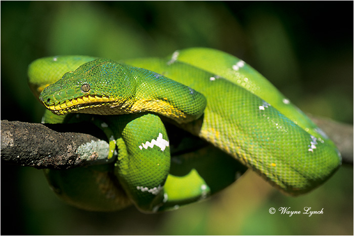 Dr. Wayne Lynch Canada's Wildlife Specialist