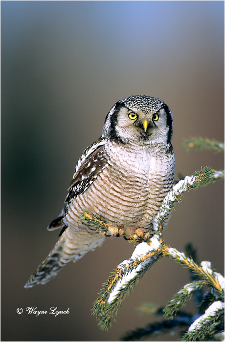 Dr. Wayne Lynch Canada's Wildlife Specialist