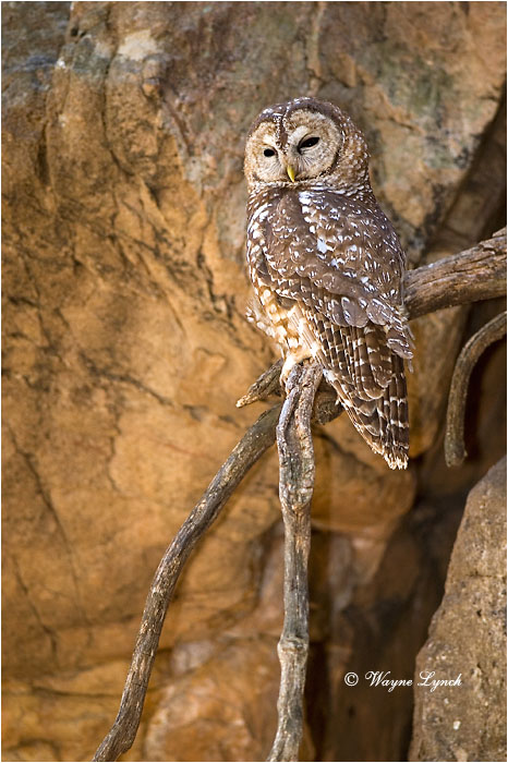 Dr. Wayne Lynch Canada's Wildlife Specialist