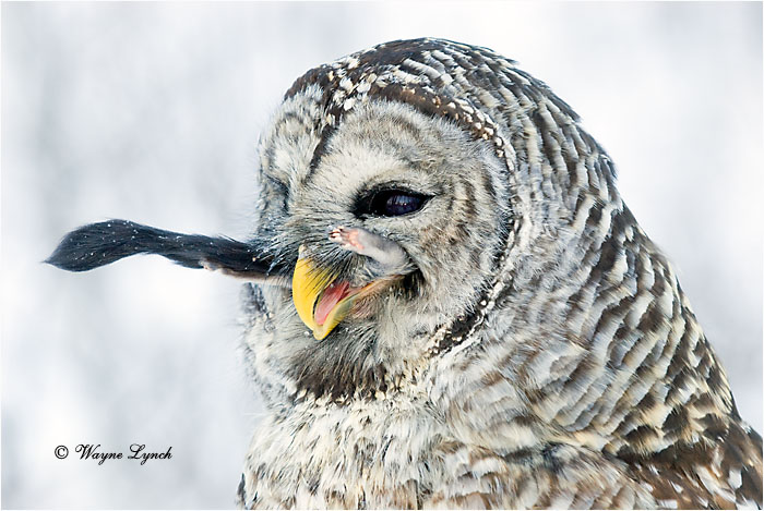 Dr. Wayne Lynch Canada's Wildlife Specialist
