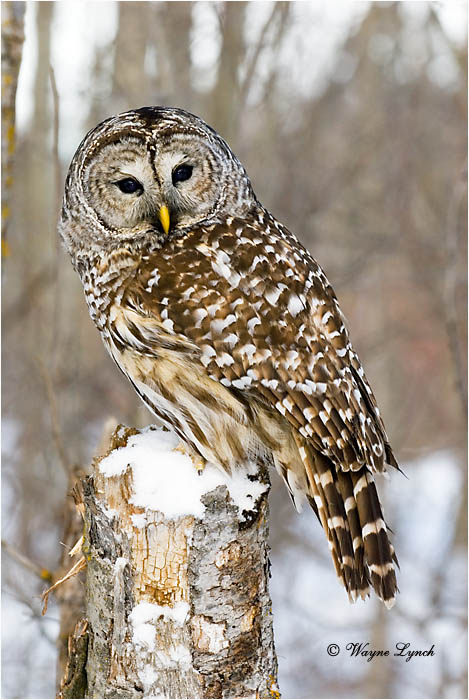 Dr. Wayne Lynch Canada's Wildlife Specialist