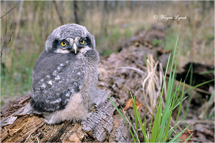 Dr. Wayne Lynch Canada's Wildlife Specialist