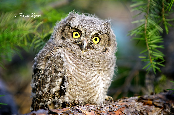 Dr. Wayne Lynch Canada's Wildlife Specialist