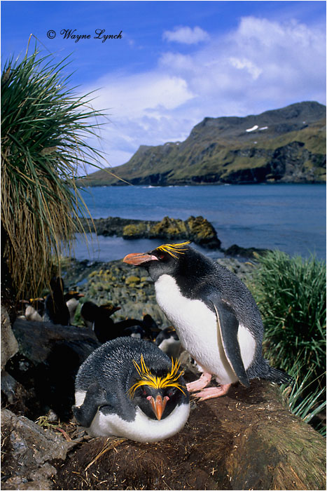 Dr. Wayne Lynch Canada's Wildlife Specialist