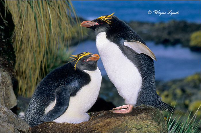 Dr. Wayne Lynch Canada's Wildlife Specialist