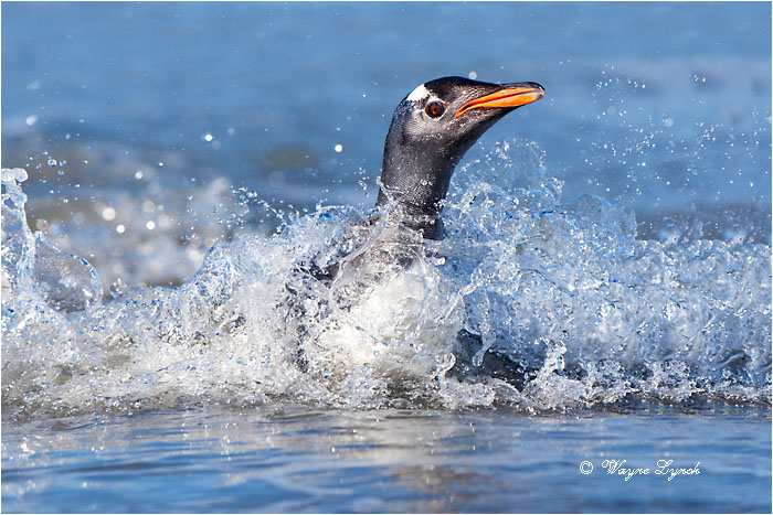 Dr. Wayne Lynch Canada's Wildlife Specialist
