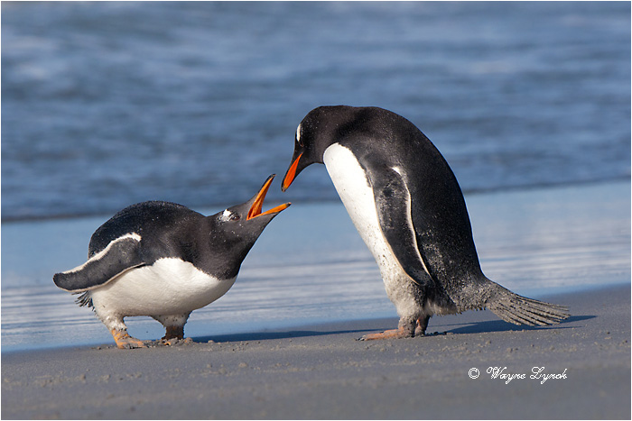 Dr. Wayne Lynch Canada's Wildlife Specialist