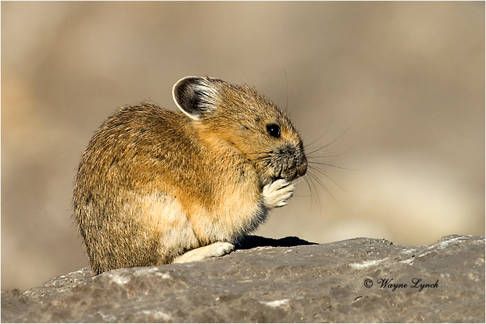 Dr. Wayne Lynch Canada's Wildlife Specialist